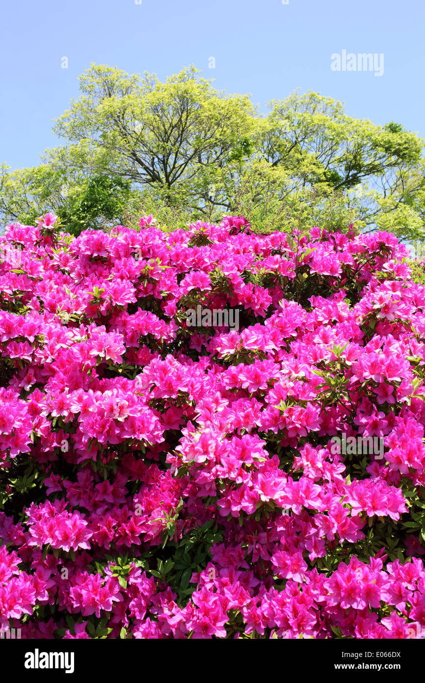Azalea flowers bloom hi-res stock photography and images - Alamy