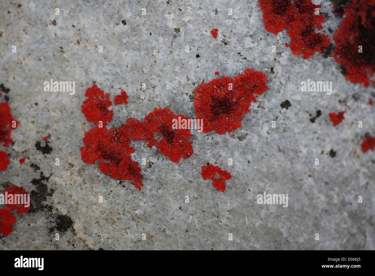 Blood red lichen on a granite rock on the banks of the Palmiet River ...
