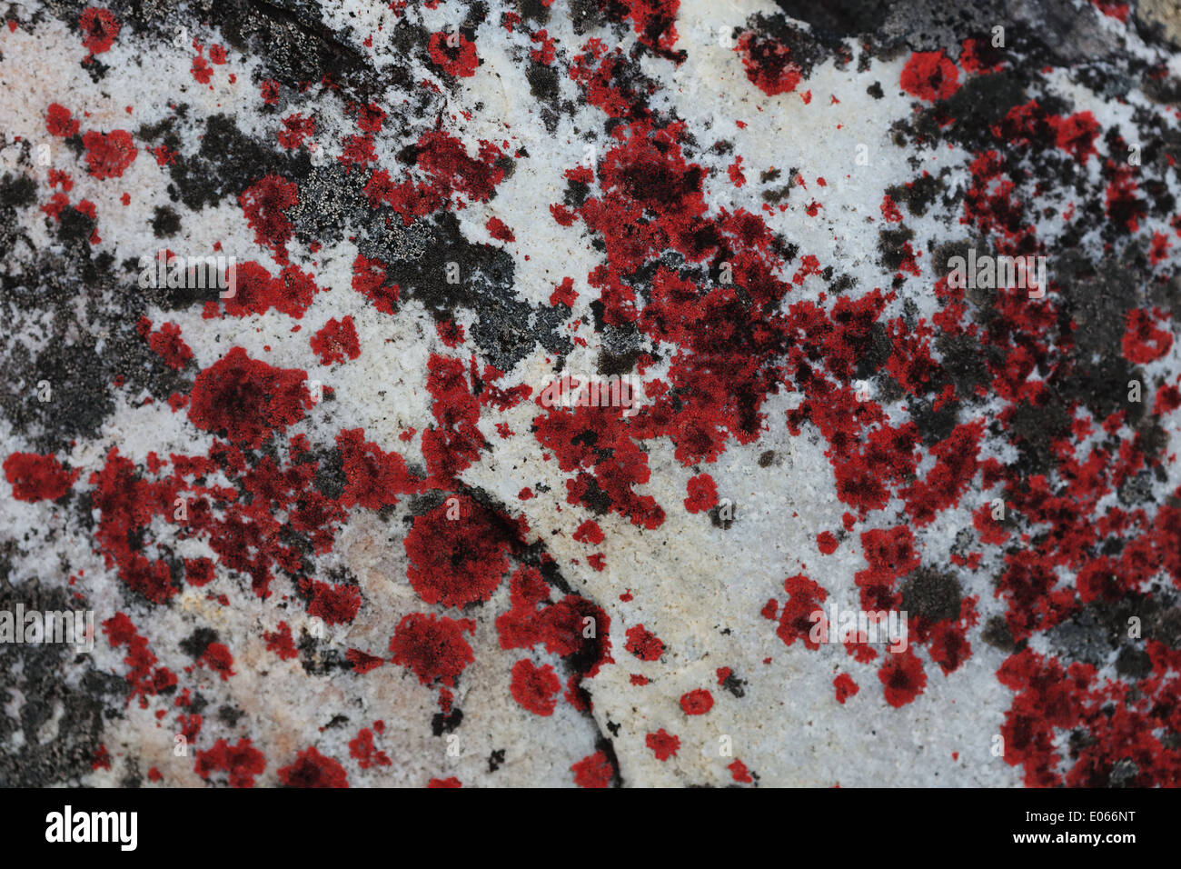 Blood lichen hi-res stock photography and images - Alamy