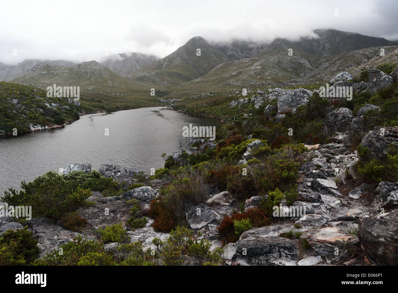 Palmiet High Resolution Stock Photography and Images - Alamy