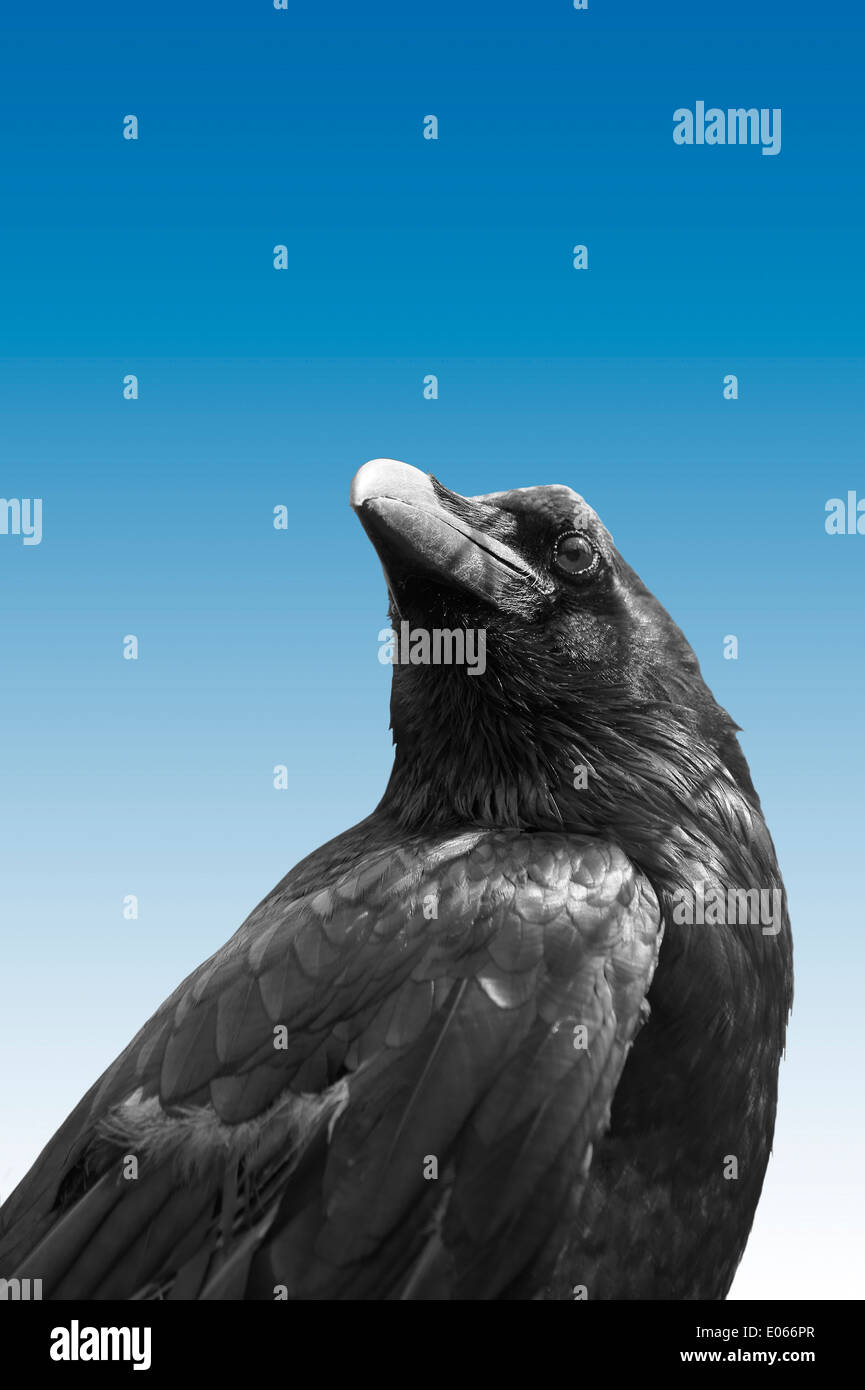 Raven alert hi-res stock photography and images - Alamy