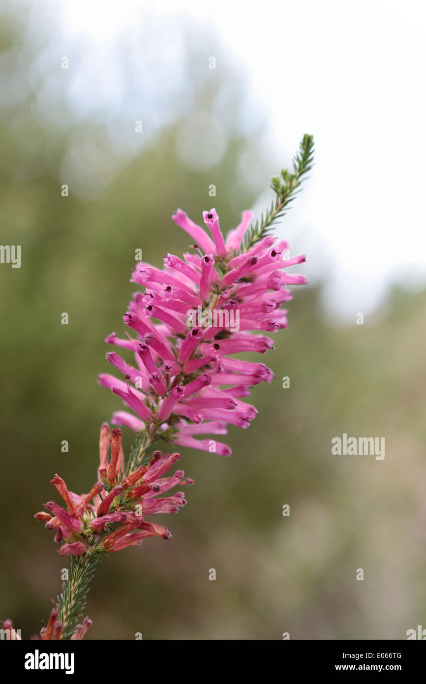 Erica verticillata in bloom, an erica species that is extinct in the ...