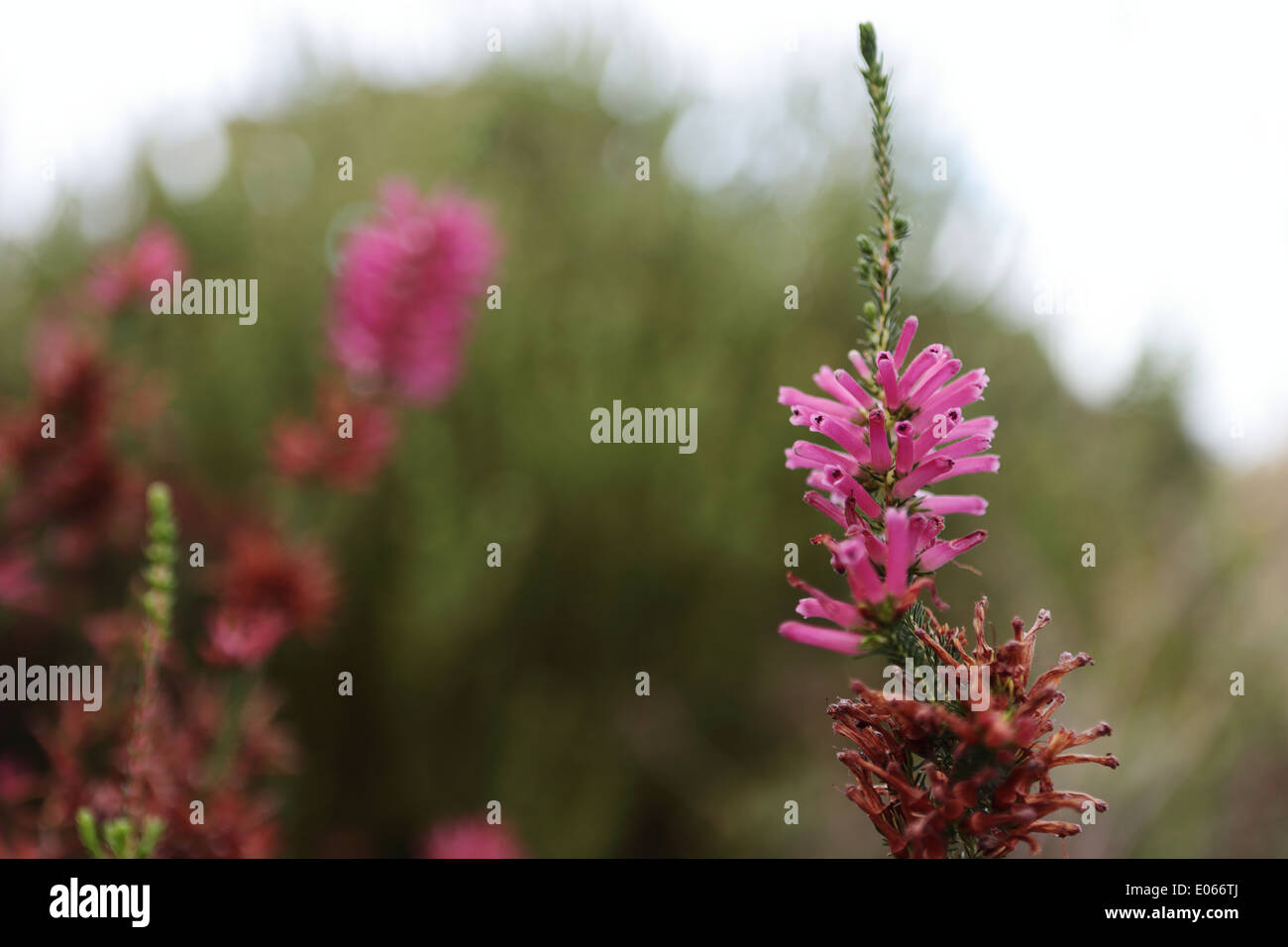 Erica verticillata in bloom, an erica species that is extinct in the ...