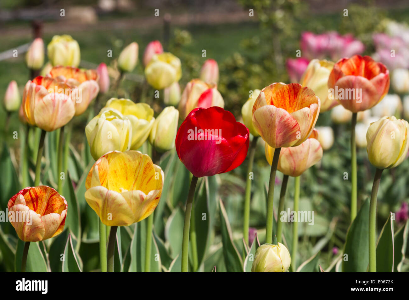 Five tulips in a diagonal line in the Brooklyn Botanic Gardens of New ...