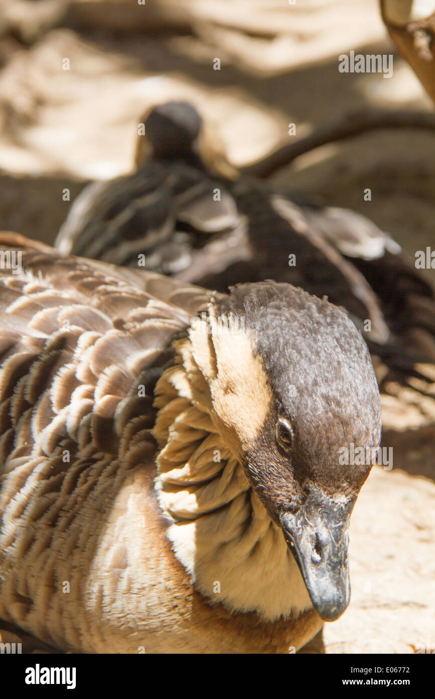American duck resting on the sun, Jalisco, Mexico Stock Photo - Alamy