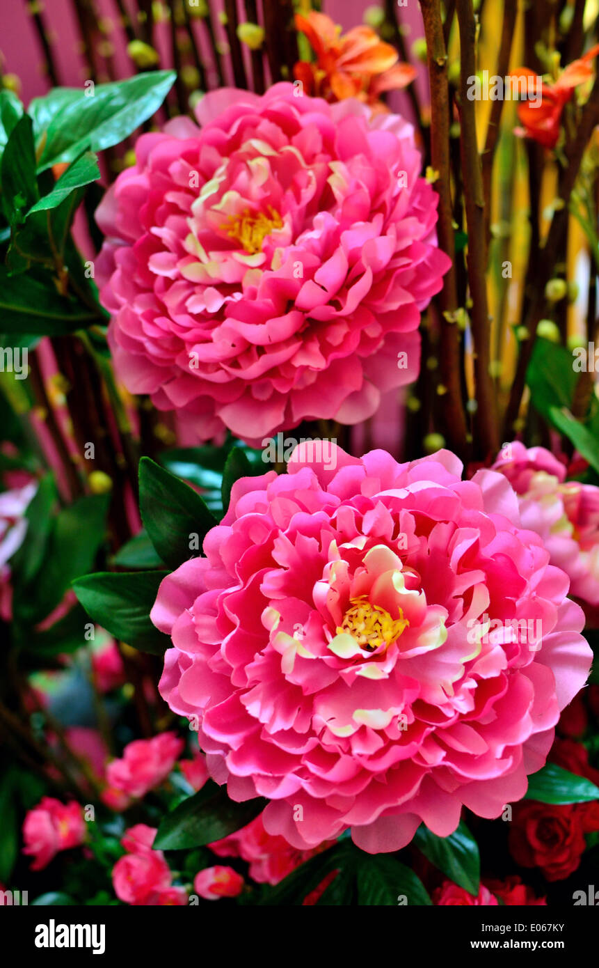 Planting peony hi-res stock photography and images - Alamy