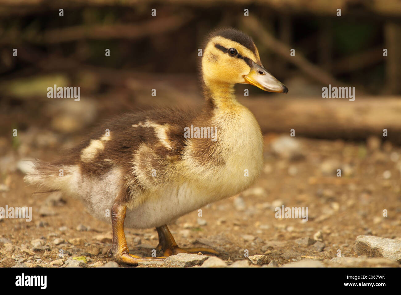 Grey duck hi-res stock photography and images - Alamy