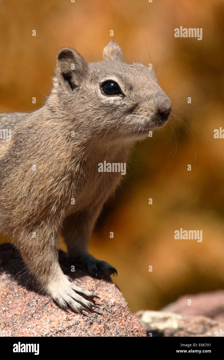 Colorado Squirrel Identification