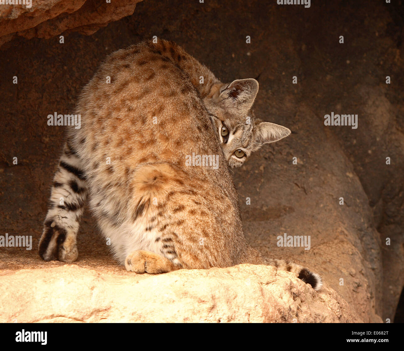 Bobcat looking back hi-res stock photography and images - Alamy