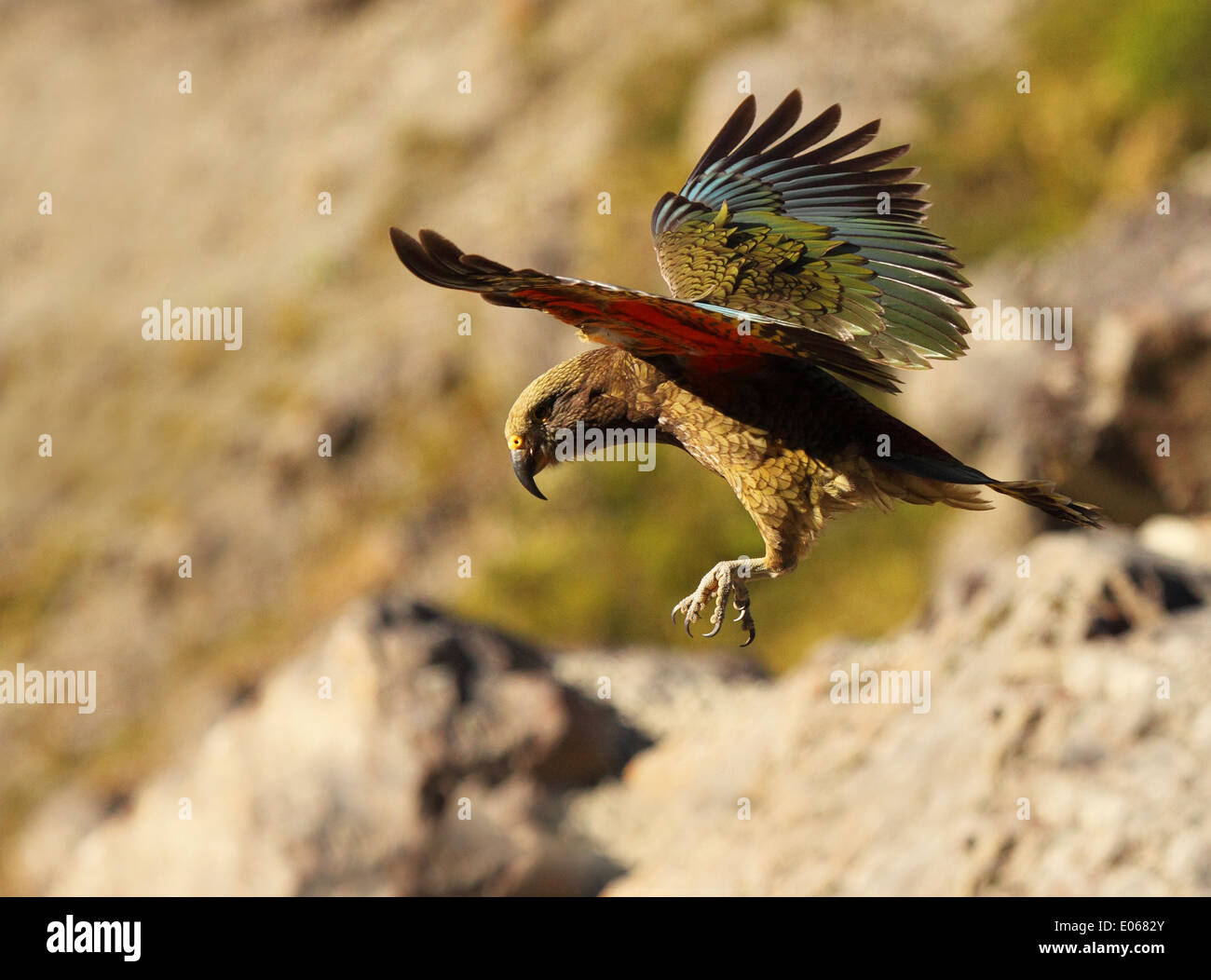 Kea flying hi-res stock photography and images - Alamy