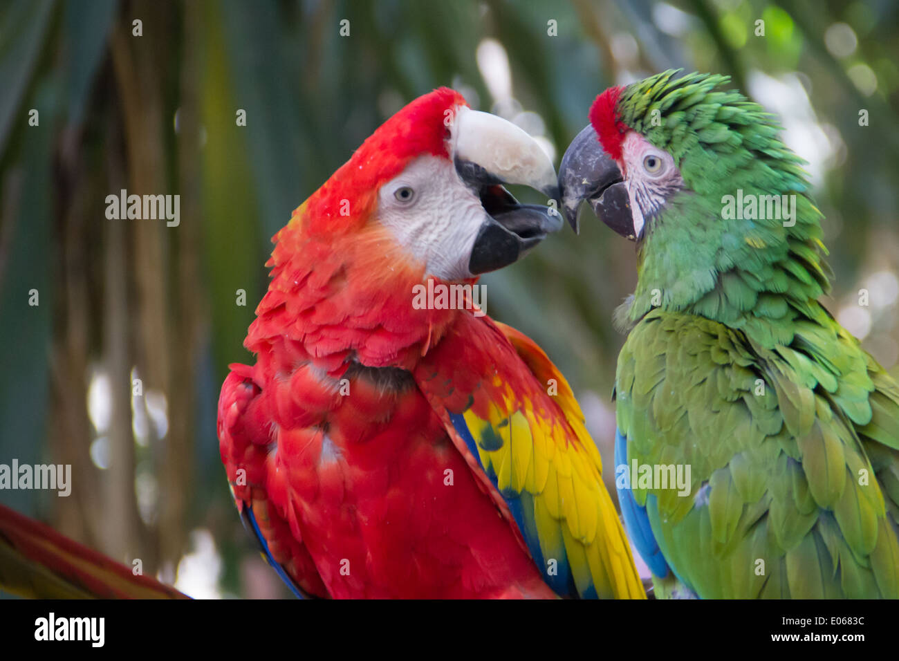 Macaw bird kissing close up hi-res stock photography and images - Alamy