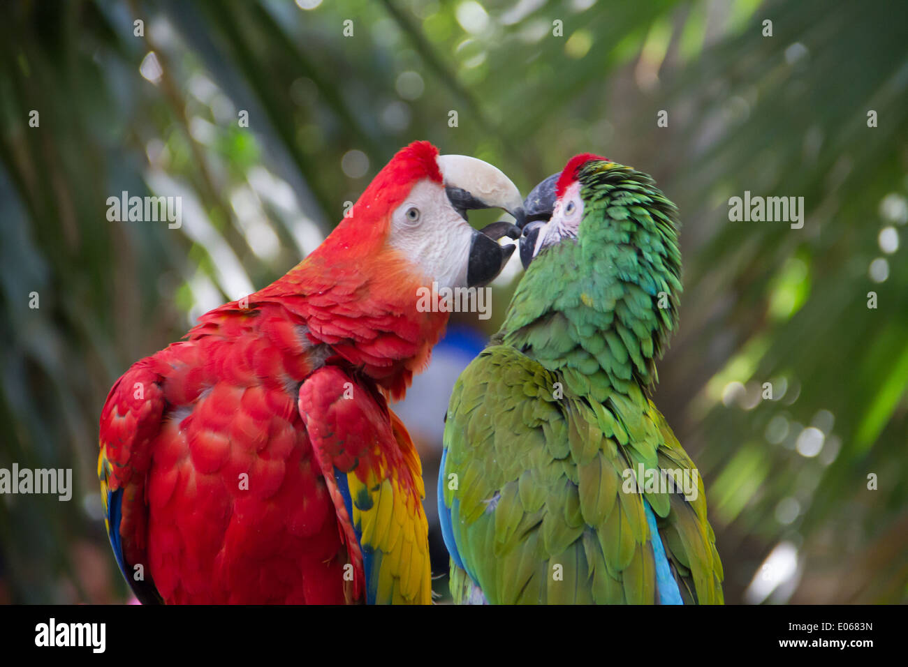 A couple of macaws in its region of origin, Mexico, North America Stock ...
