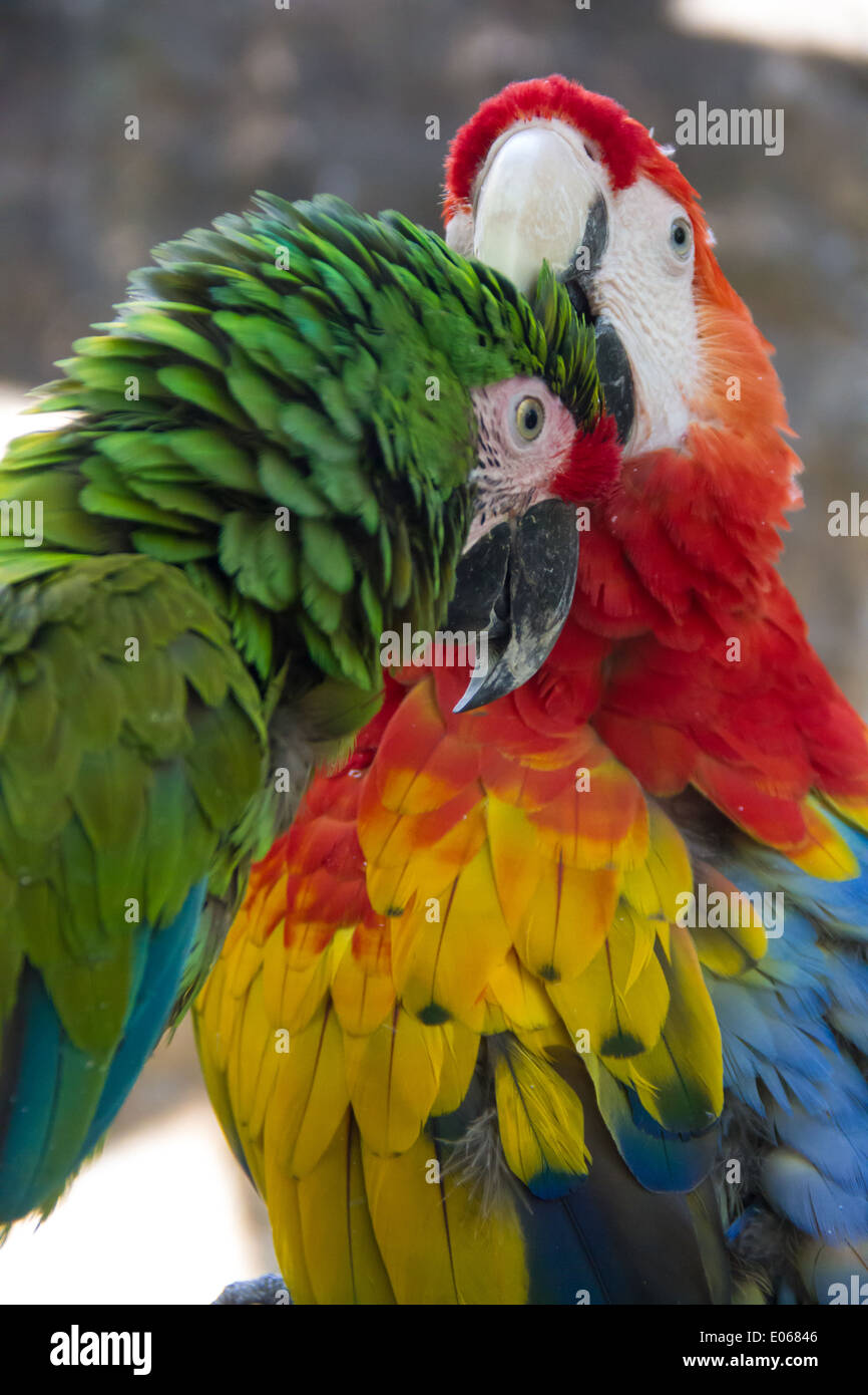 A couple of macaws in its region of origin, Mexico, North America Stock ...