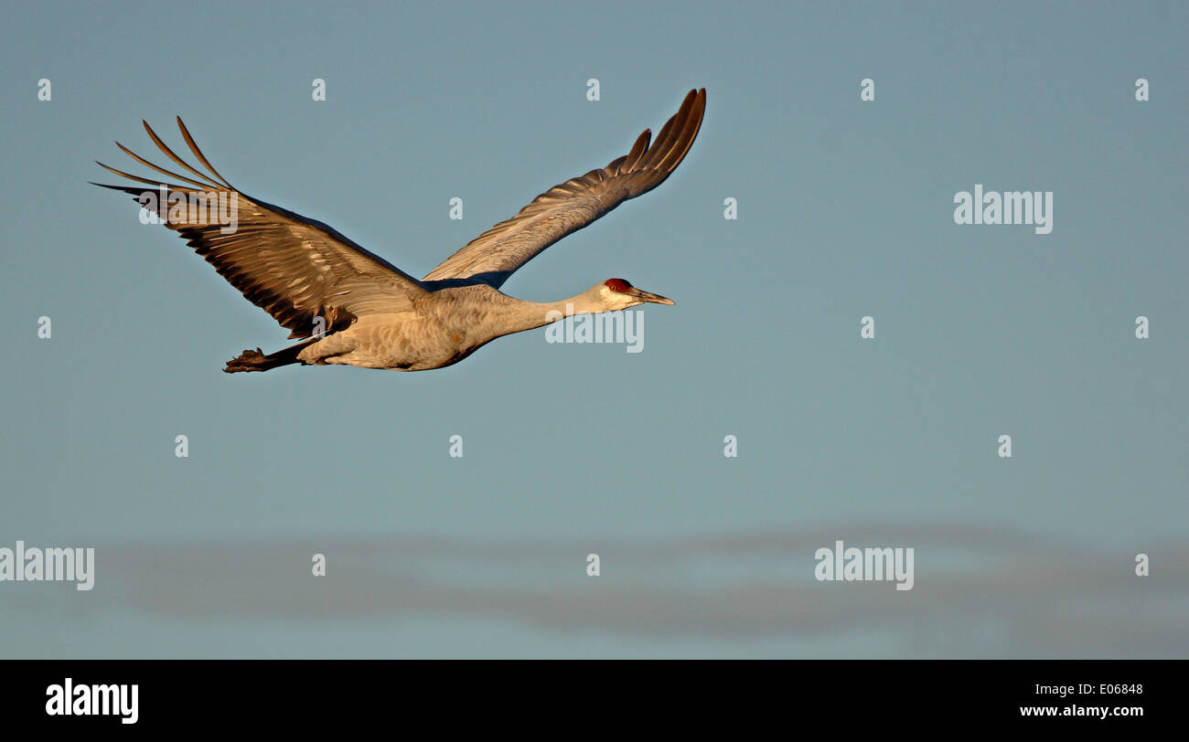 A Sandhill Crane flying with wings outstretched Stock Photo - Alamy
