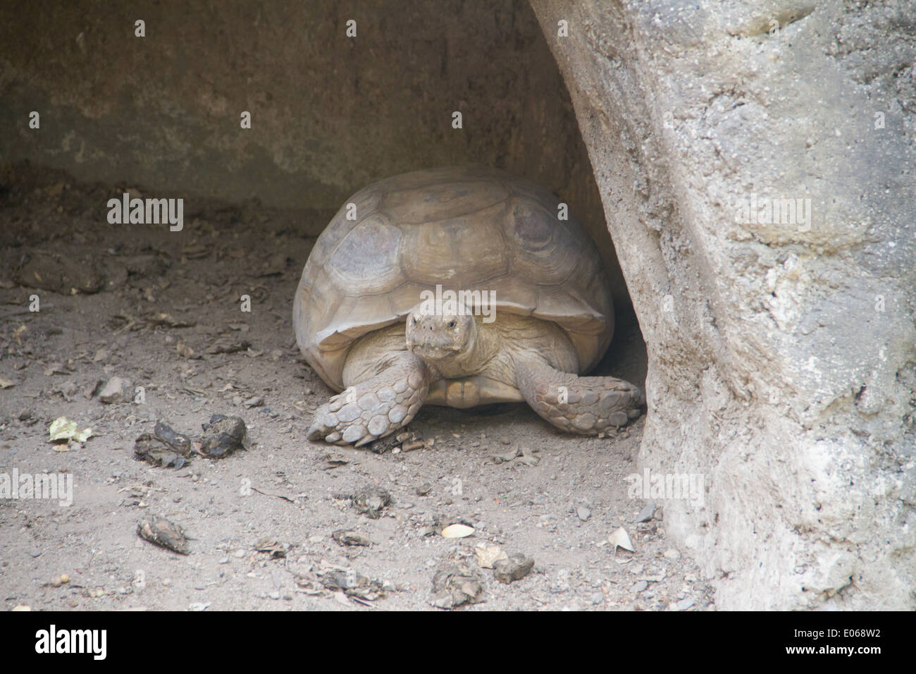 Terrestrial turtle at the zoo Stock Photo - Alamy