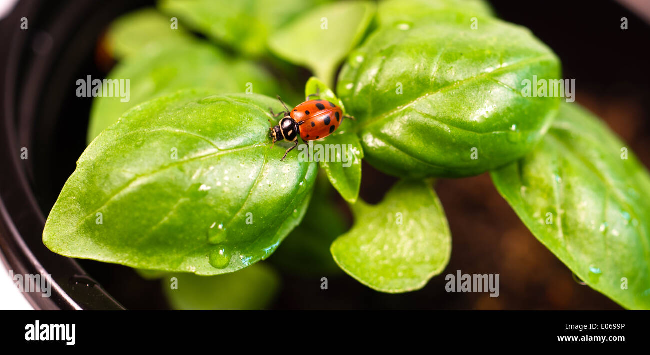 ladybug plant leaf organic season summer basil nature environment ...