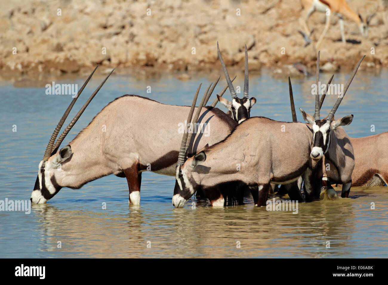 Antelope drinking water hi-res stock photography and images - Alamy