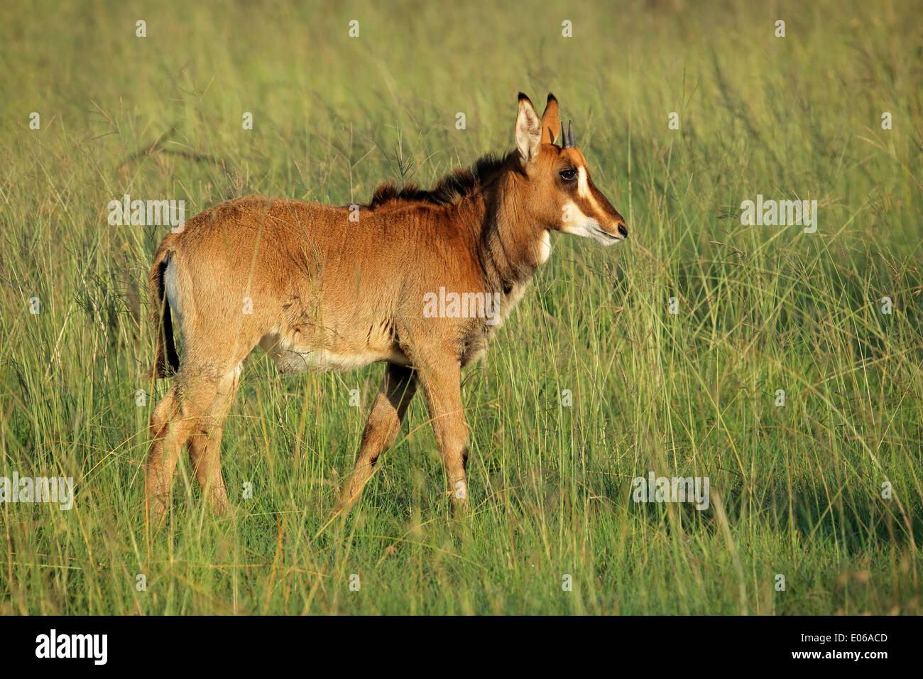 Young sable antelope (Hippotragus niger) calf in grassland, South ...