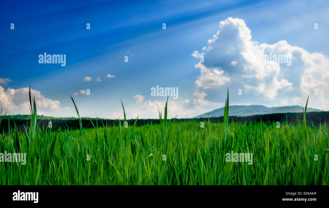 Green grass blue sky with clouds and hills Stock Photo - Alamy