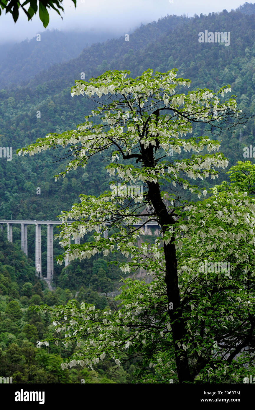 Davidia involucrata baill hi-res stock photography and images - Alamy