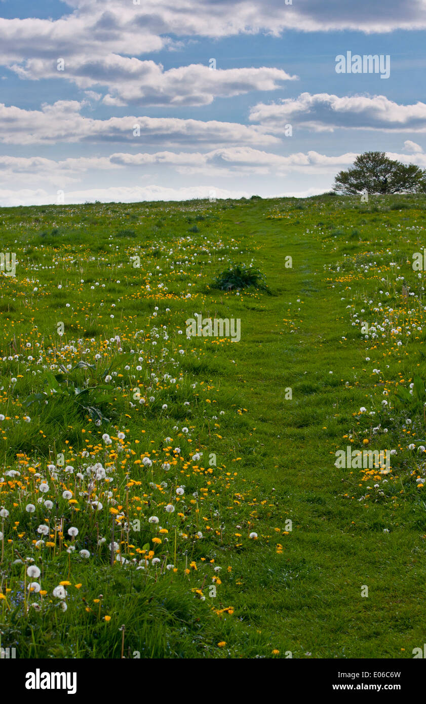 Grass path across field Stock Photo - Alamy