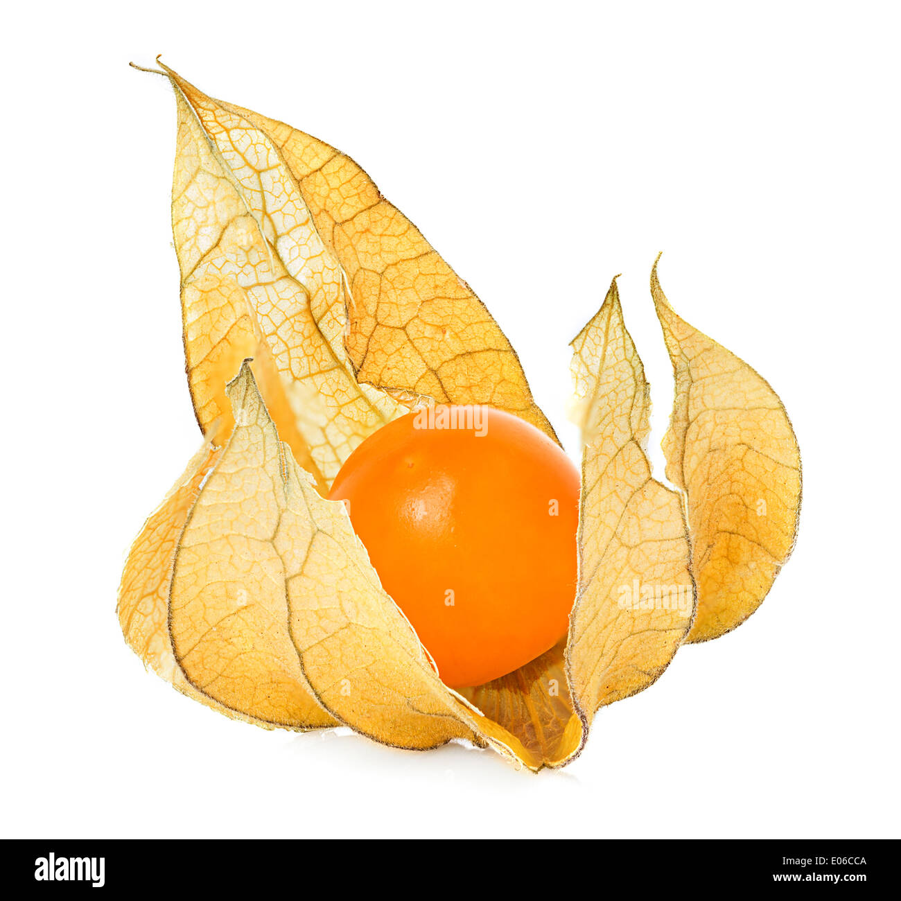 Physalis fruit isolated Stock Photo - Alamy