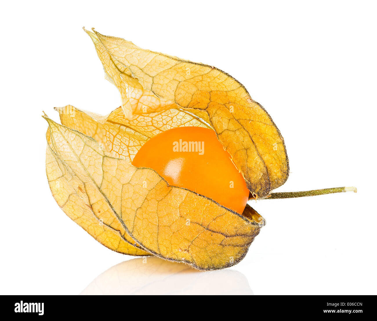 Physalis fruit hi-res stock photography and images - Alamy