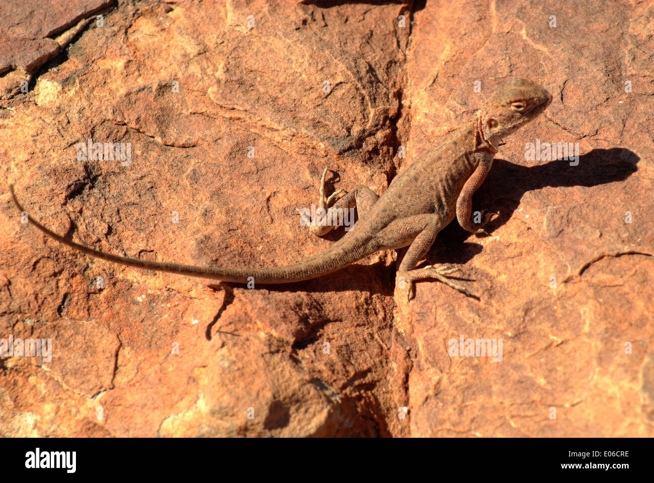 Lizard at King's Canyon, Watarrka National Park, Central Australia ...