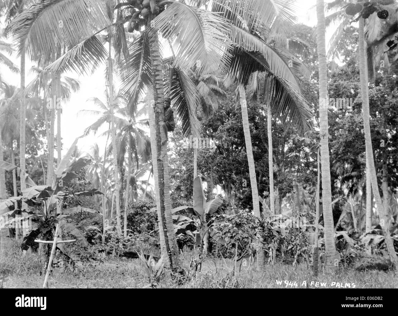 Java and Batavia Stock Photo - Alamy