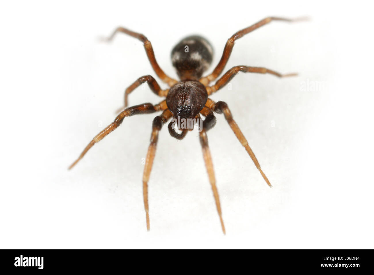 Female Phrurolithus festivus (Pretty ant-spider), part of the family ...