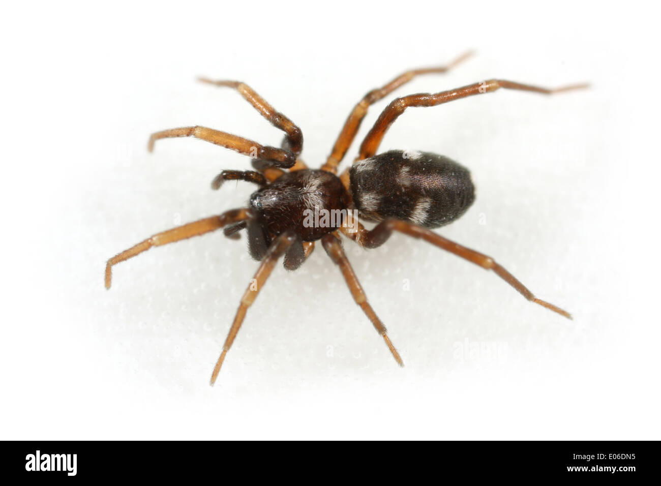 Female Phrurolithus festivus (Pretty ant-spider), part of the family ...
