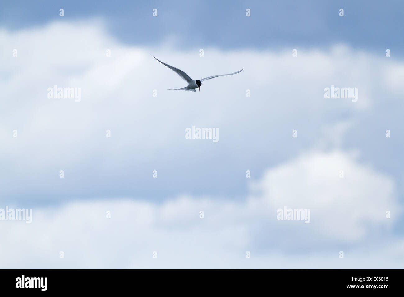 Sternidae hi-res stock photography and images - Alamy