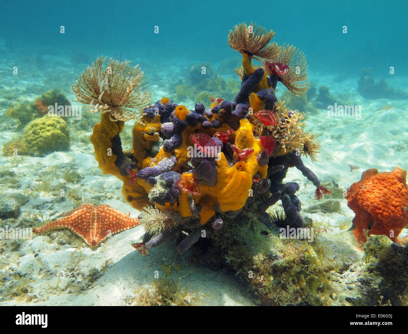 Caribbean Sea Animals