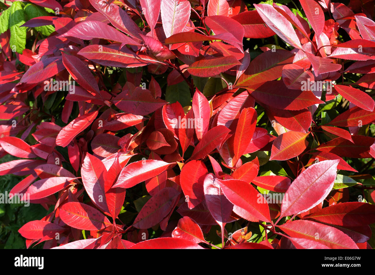 red robin evergreen shrub bush also known as photina x frasei kent uk ...