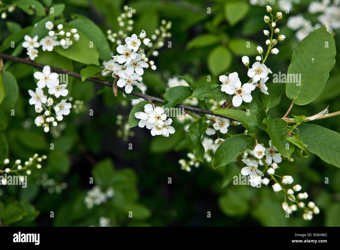 Padus avium hi-res stock photography and images - Alamy