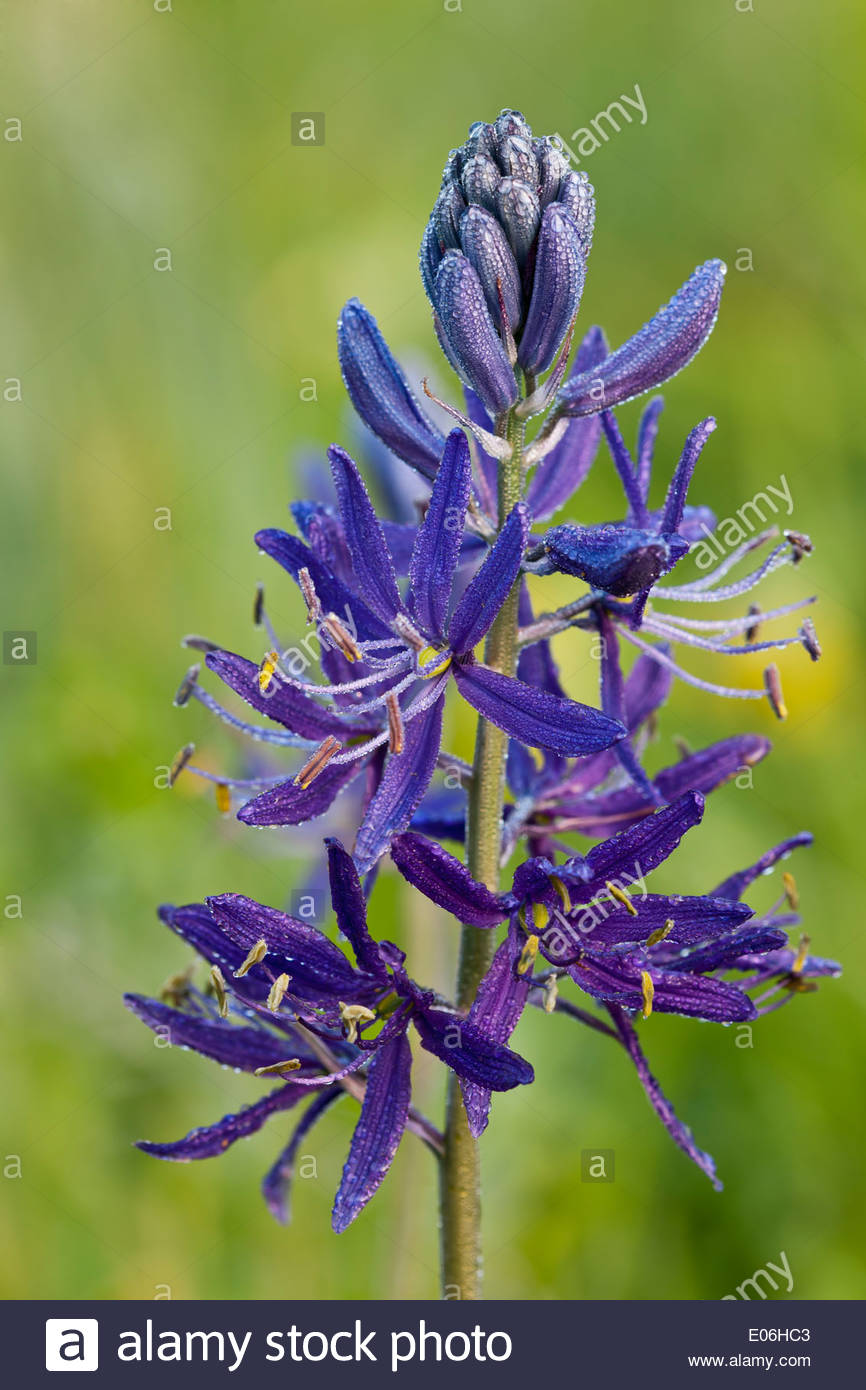 Camassia Quamash Stock Photos & Camassia Quamash Stock Images - Alamy