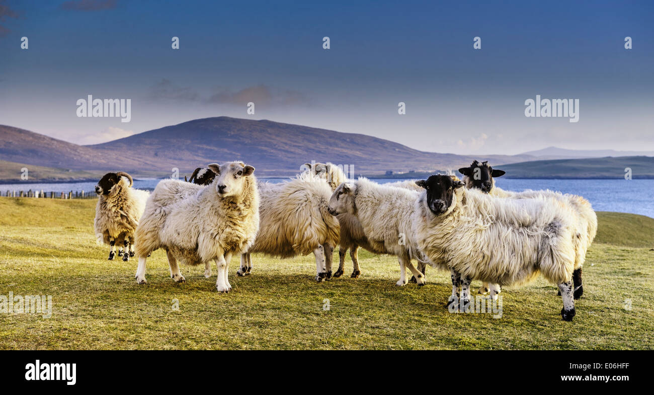 Croft scotland sheep hi-res stock photography and images - Alamy