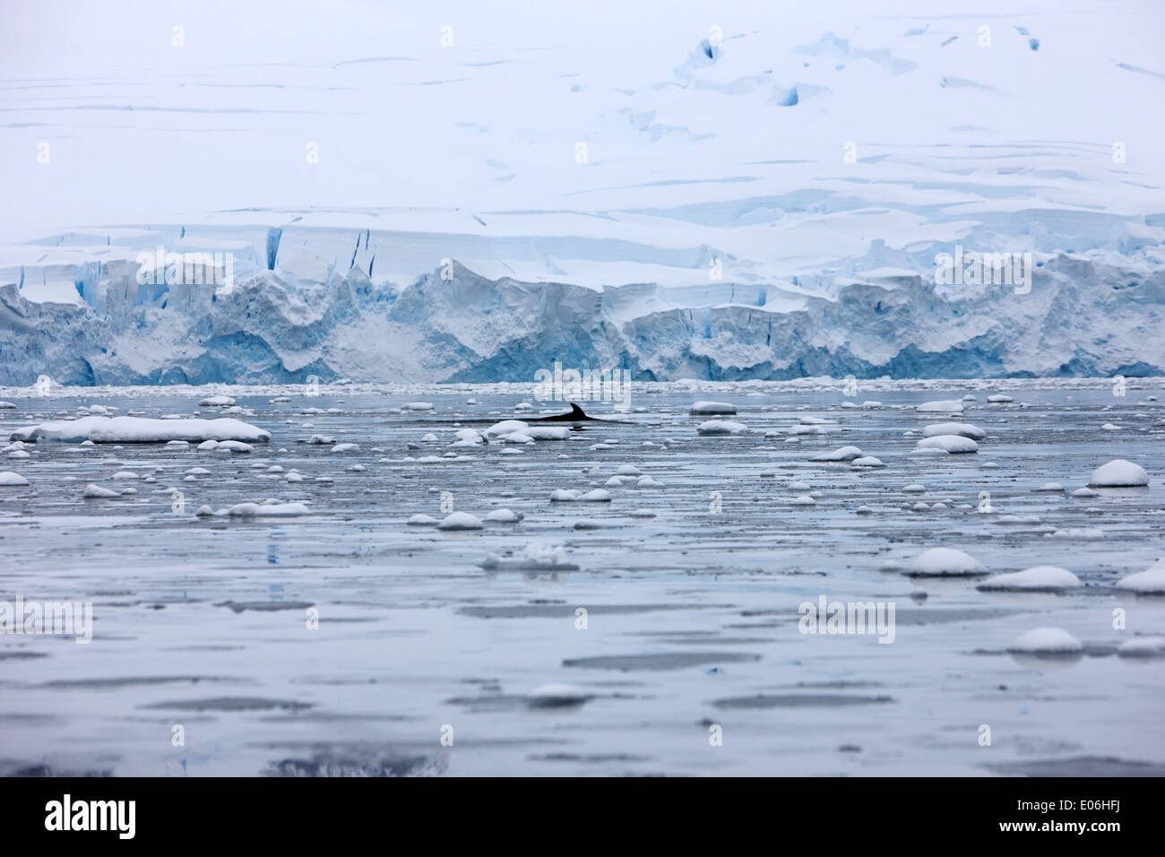 minke whale dorsal fin cutting through brash ice snow covered ice shelf ...