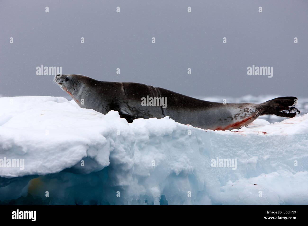 Scarring hi-res stock photography and images - Alamy