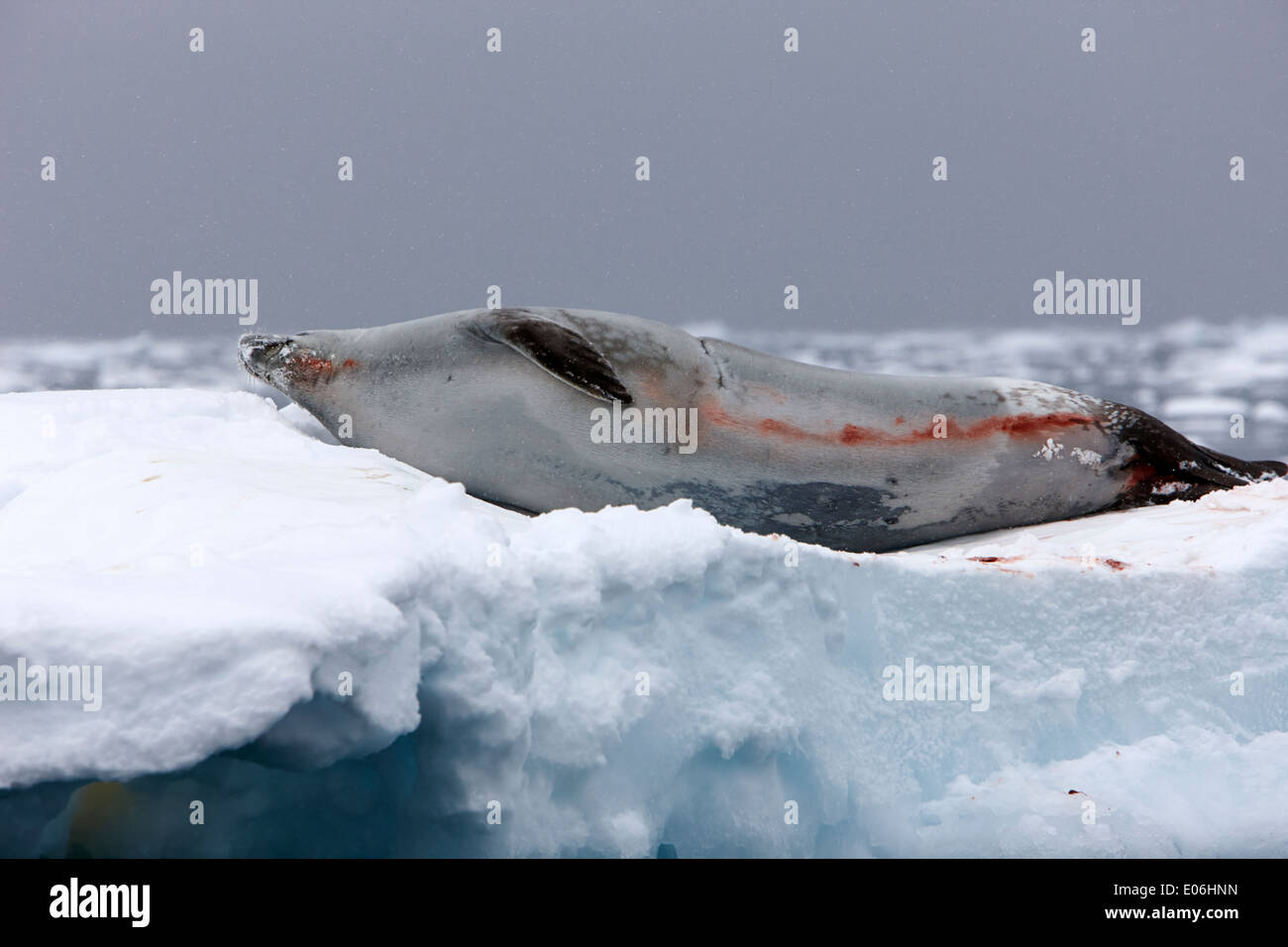 crabeater seal on iceberg Fournier Bay Antarctica Stock Photo - Alamy