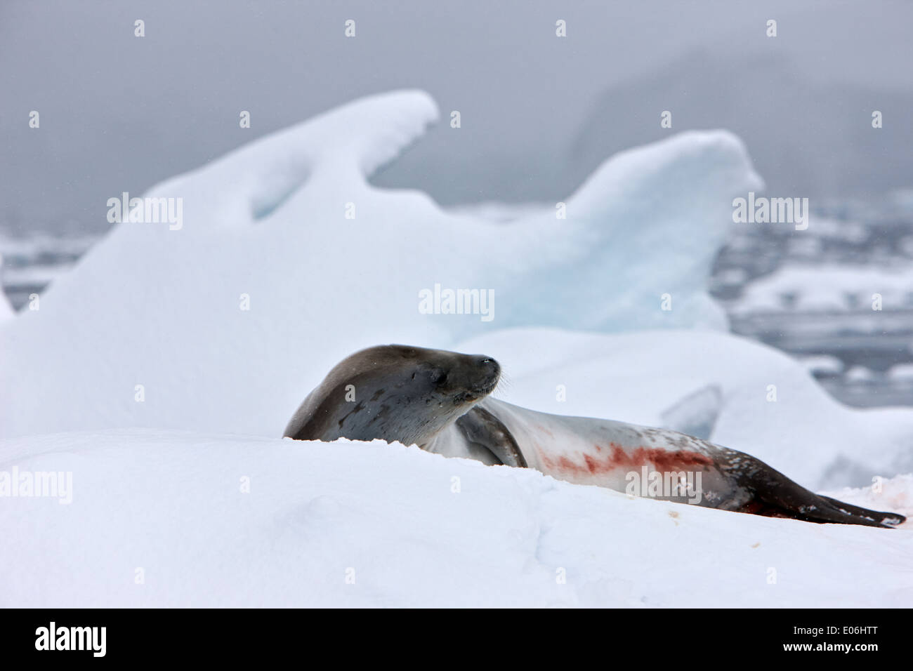 crabeater seal lying on iceberg Fournier Bay Antarctica Stock Photo - Alamy