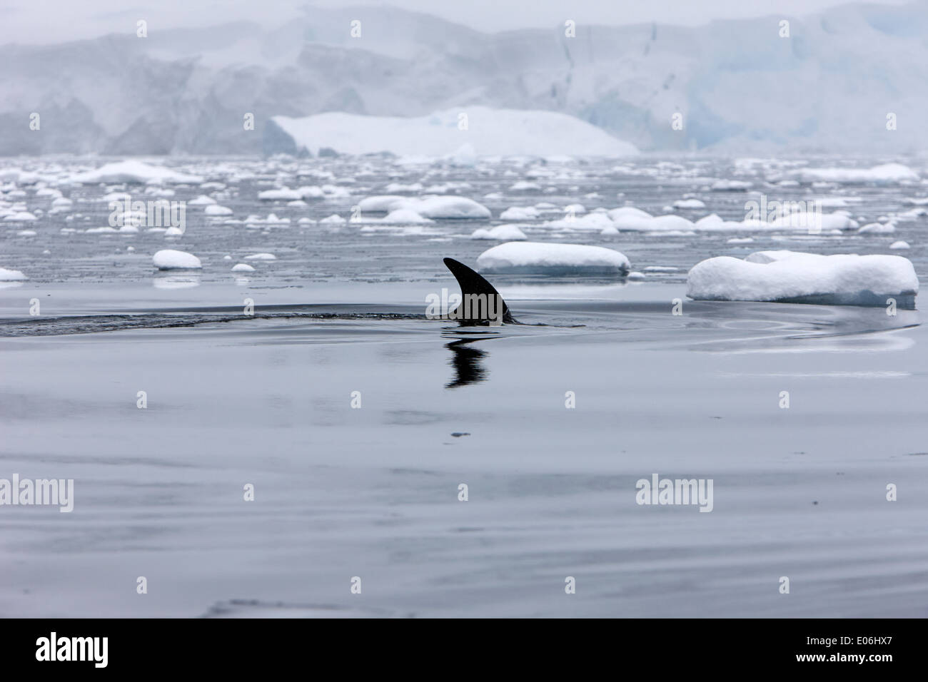 minke whale surfacing with dorsal fin in fournier bay antarctica Stock ...
