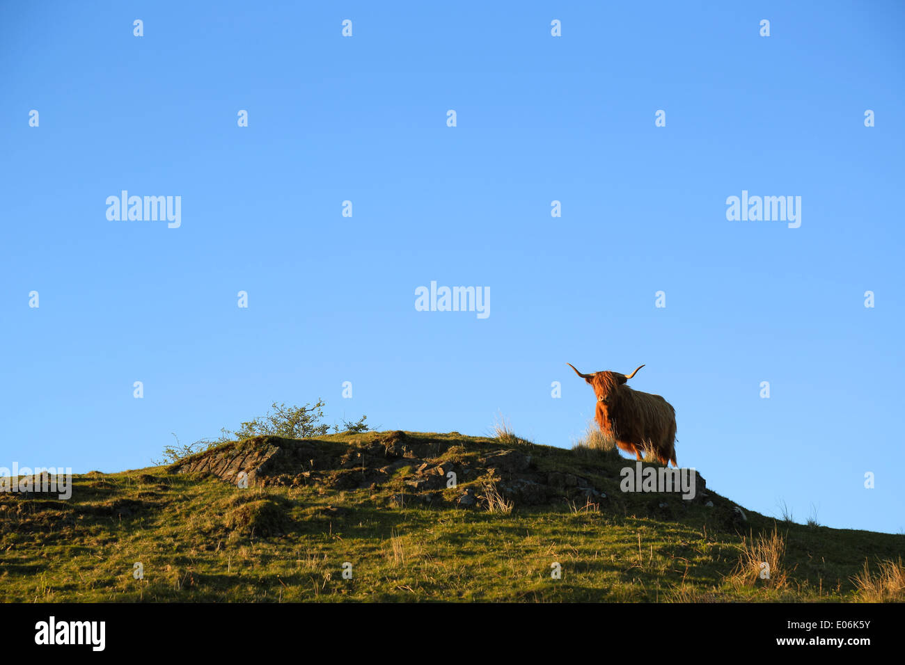 Highland cow mull hi-res stock photography and images - Alamy