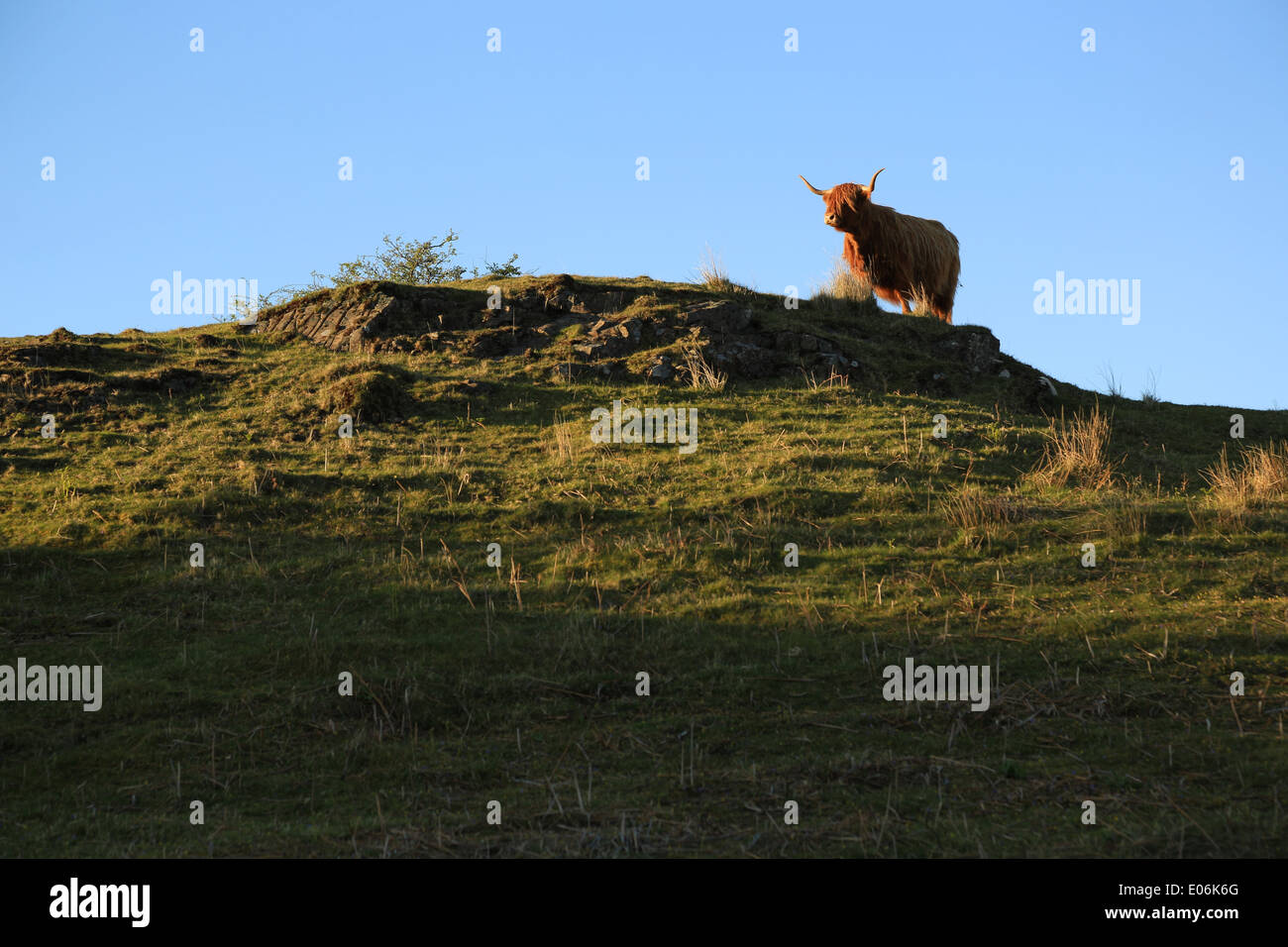 Highland cow mull hi-res stock photography and images - Alamy