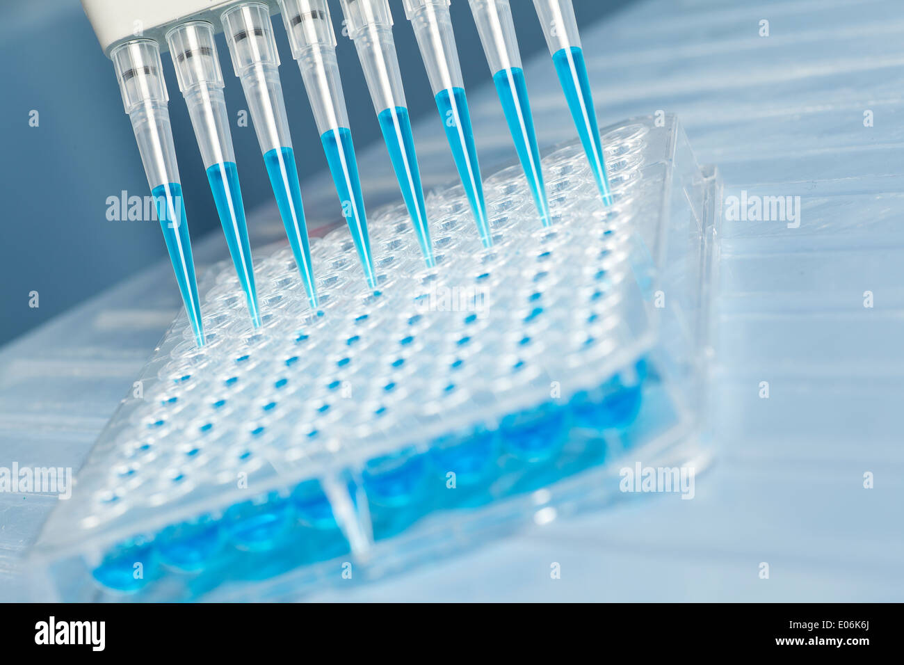 Pipette dispensing samples into a deep well plate Stock Photo - Alamy