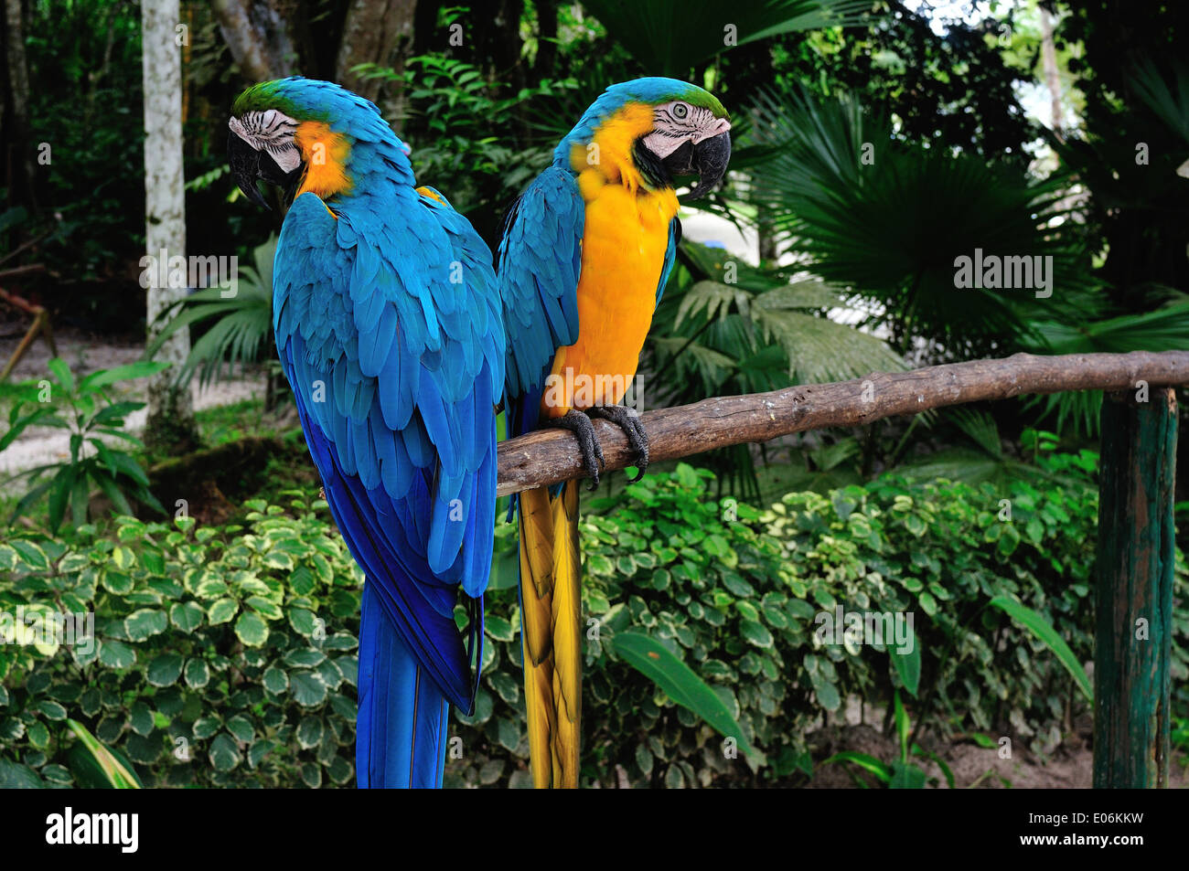 Quistococha zoo hi-res stock photography and images - Alamy