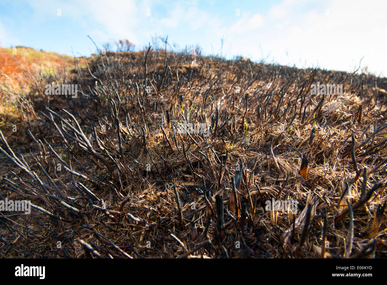 Burnt Heather Stock Photos & Burnt Heather Stock Images - Alamy