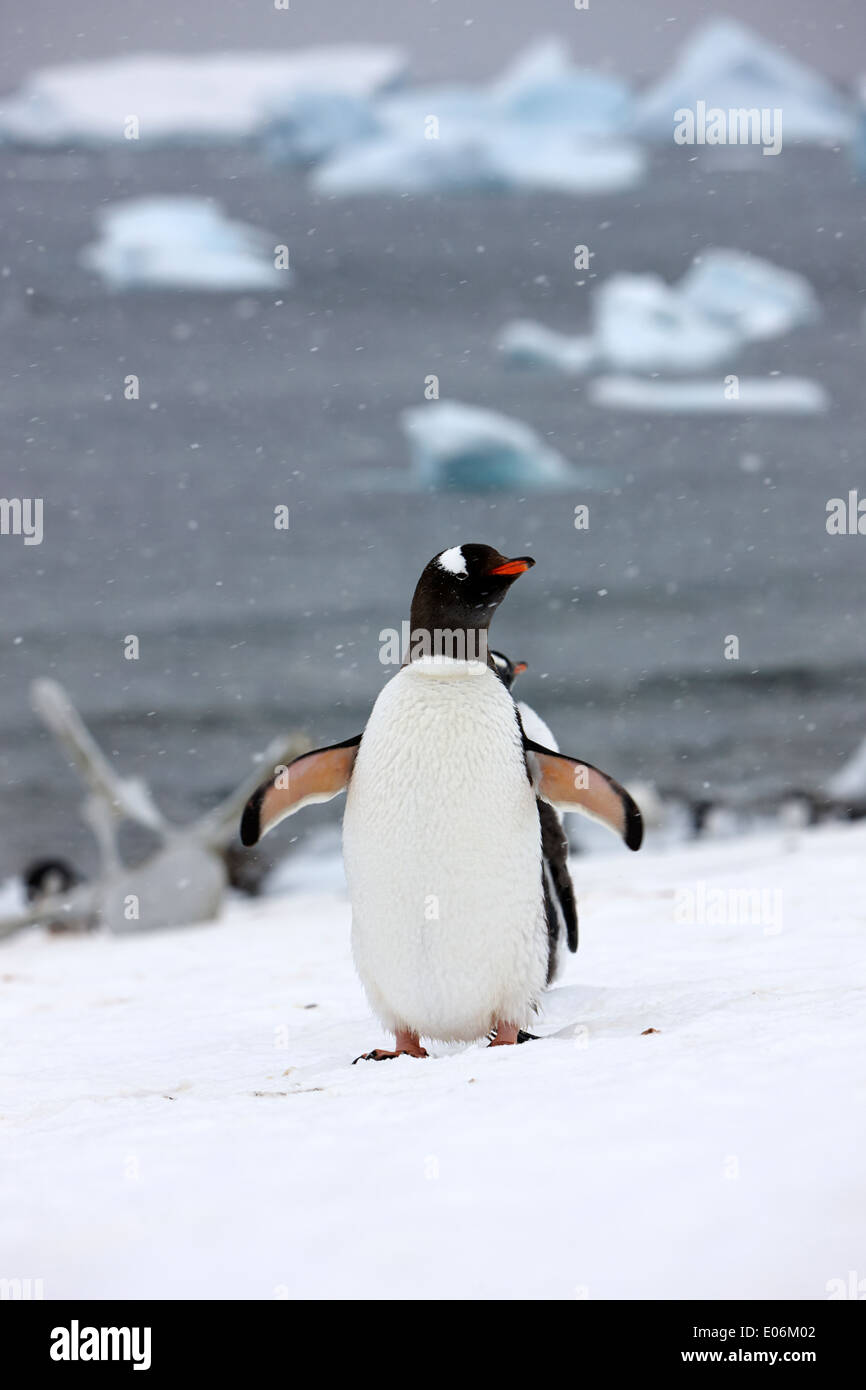 Penguin on surface hi-res stock photography and images - Alamy