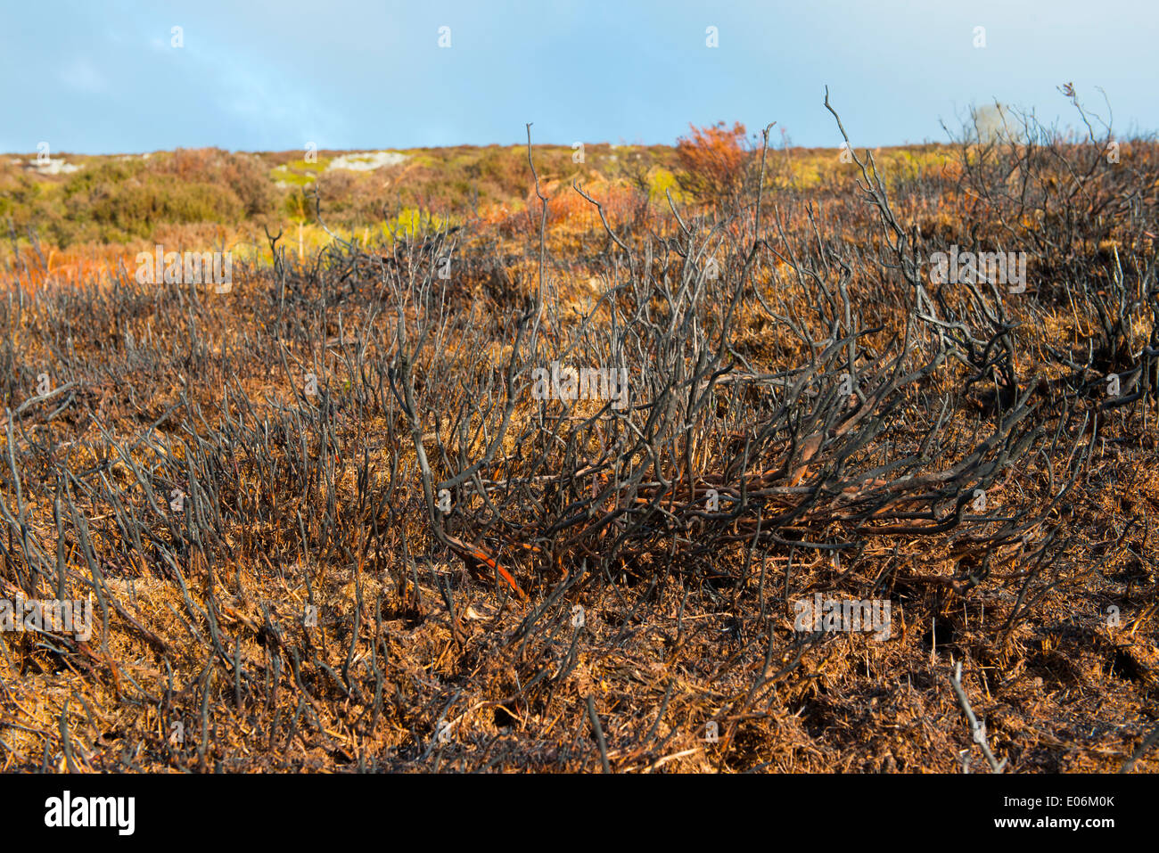 Burnt heather on the Stiperstones hills, Shropshire, England Stock ...