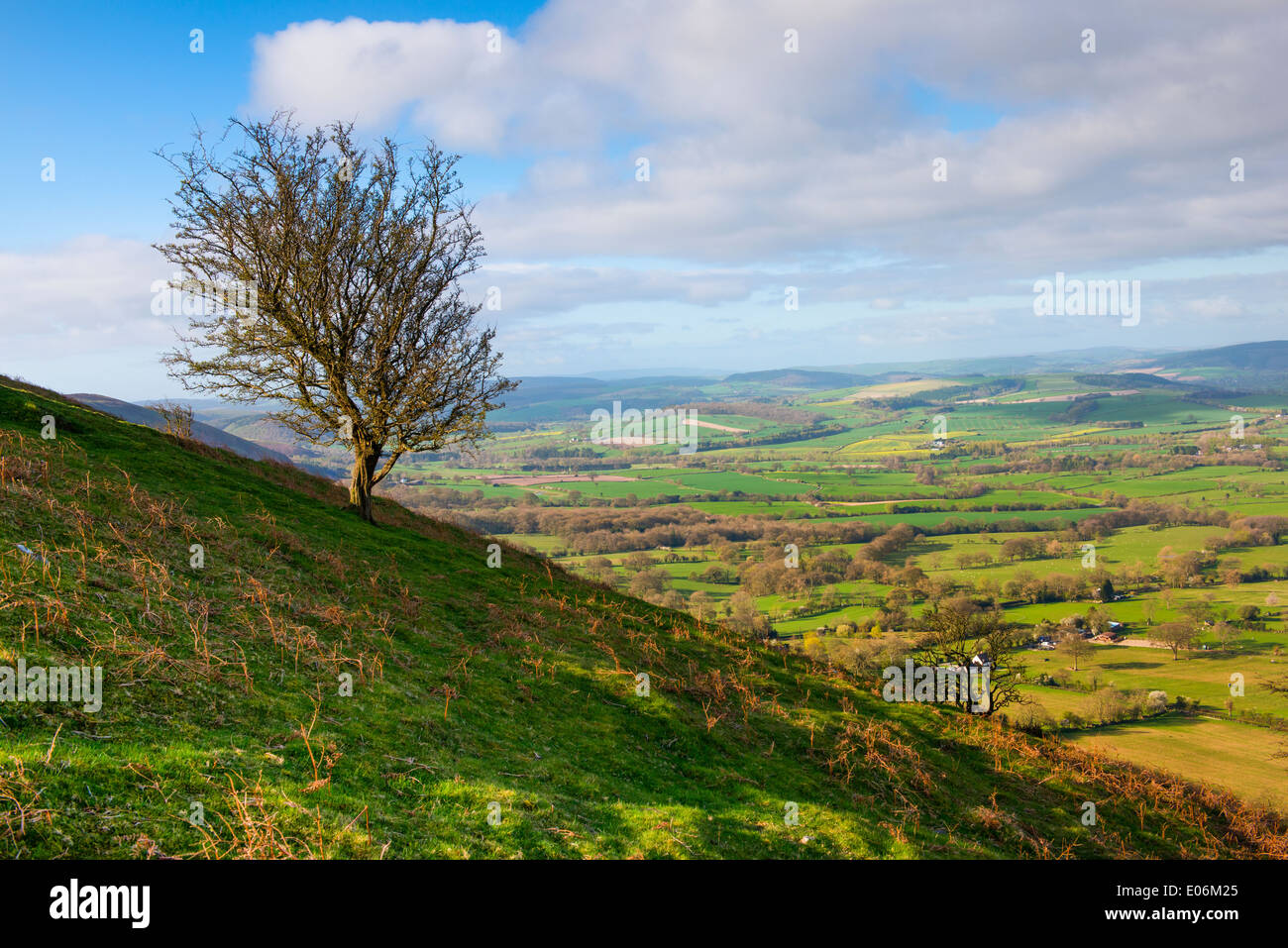 A lone tree on the Long Mynd, Church Stretton, Shropshire, England ...